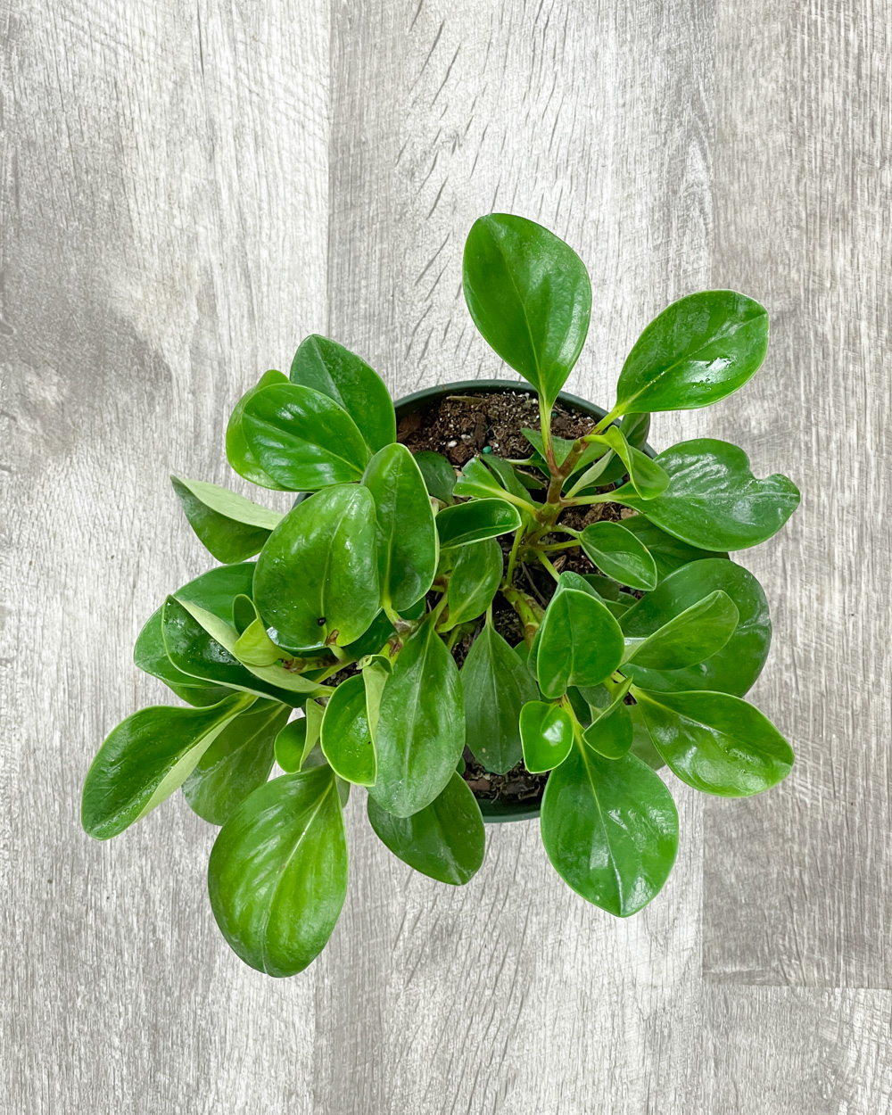 Peperomia Varieties | PlantVine