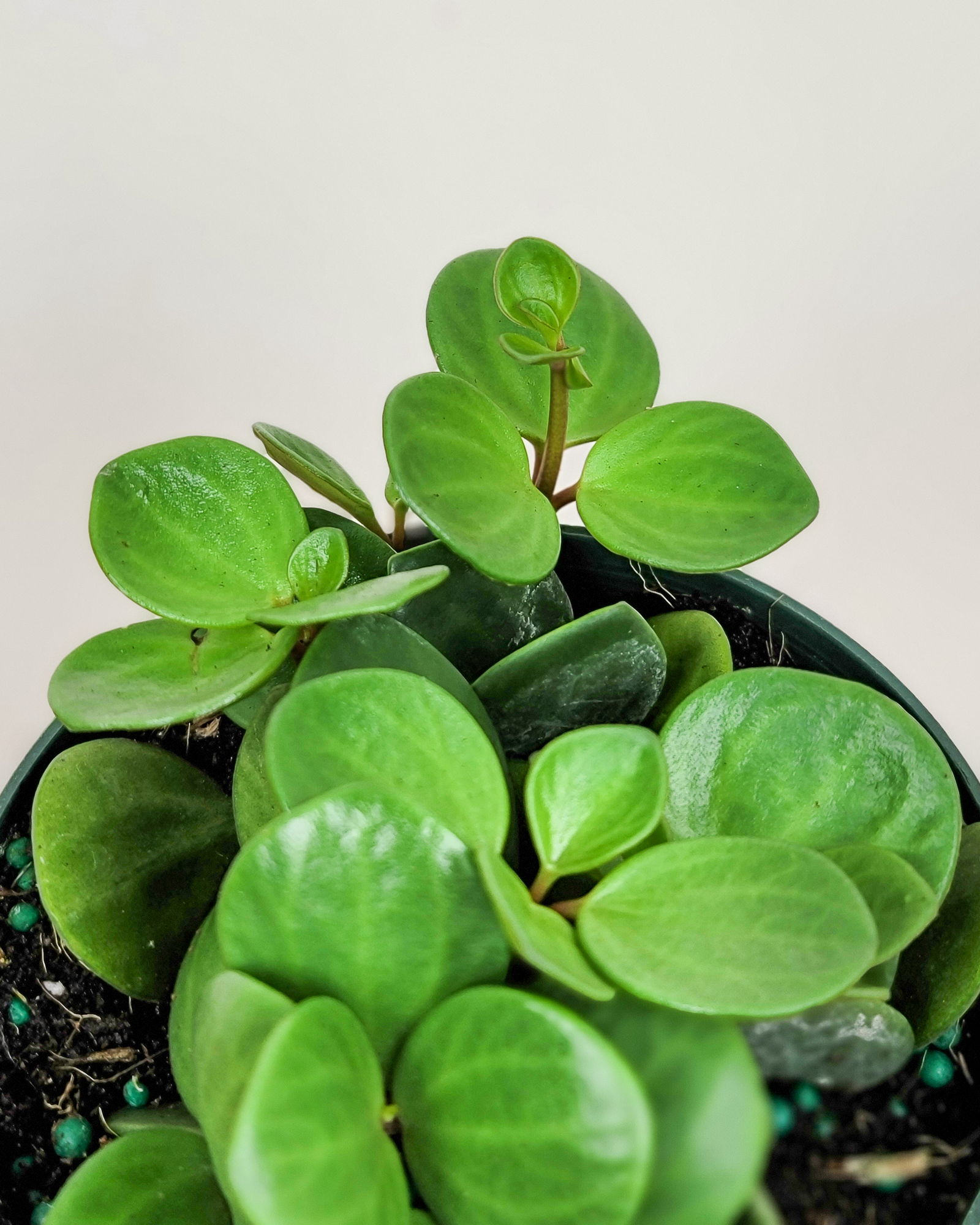 Peperomia Hope | PlantVine