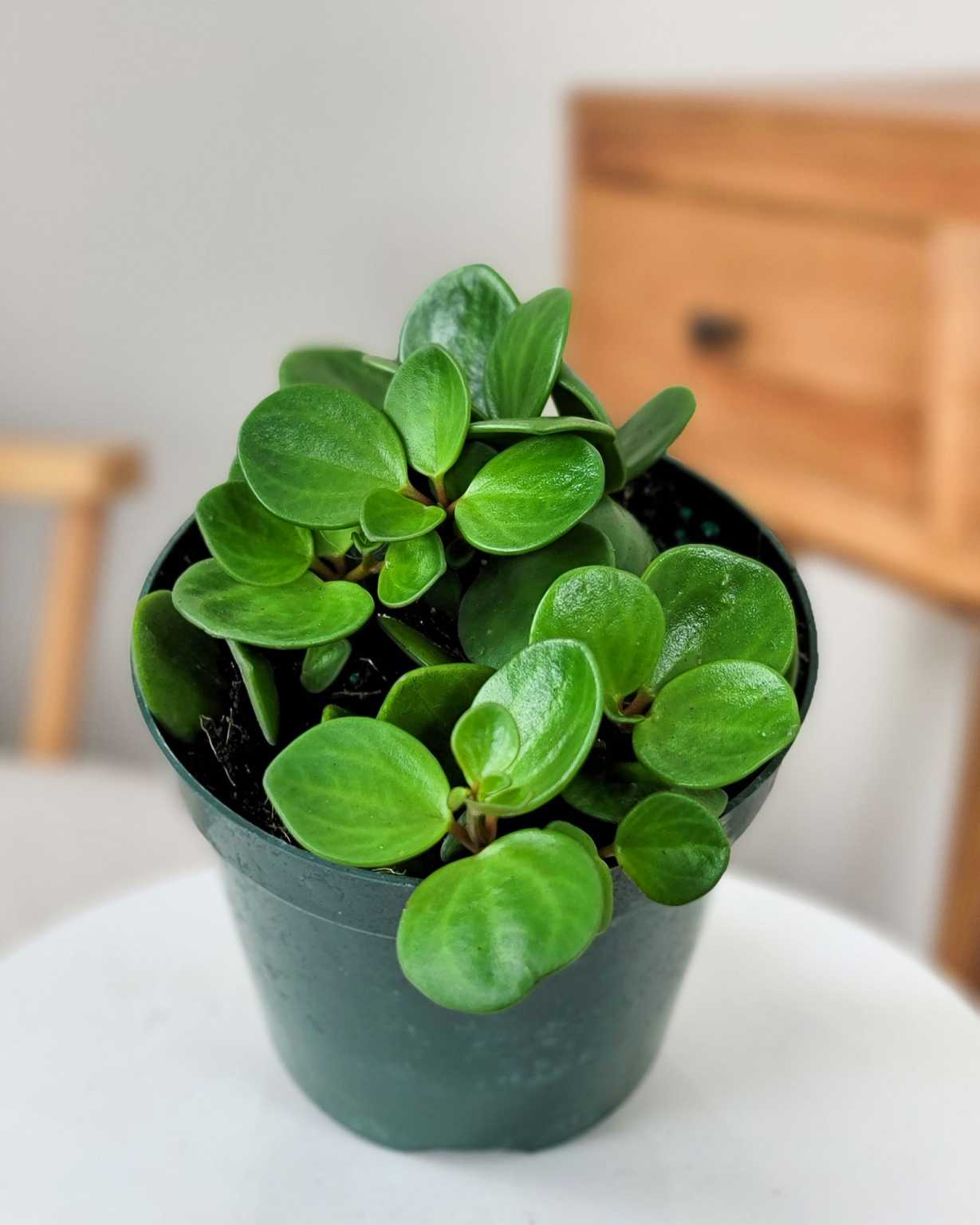 Peperomia Hope | PlantVine