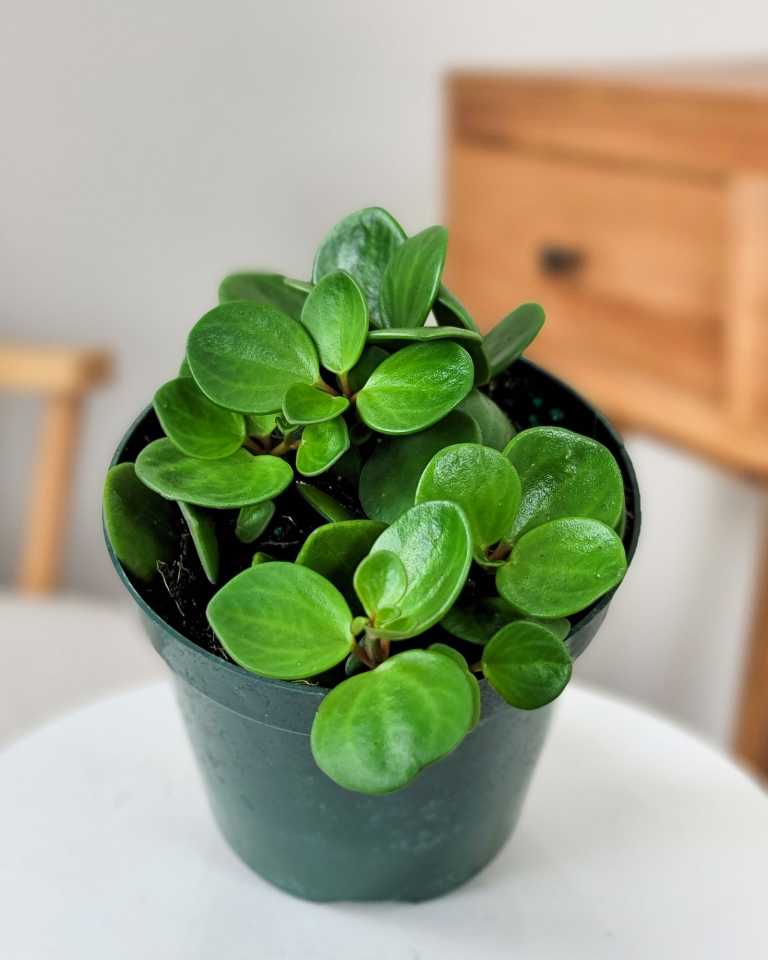 Peperomia Hope | PlantVine