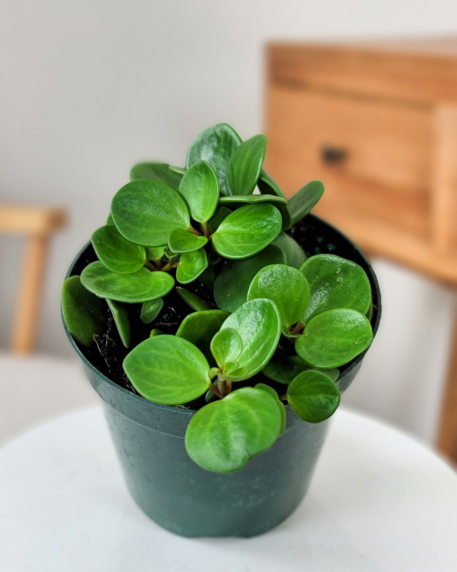 Peperomia Hope | PlantVine