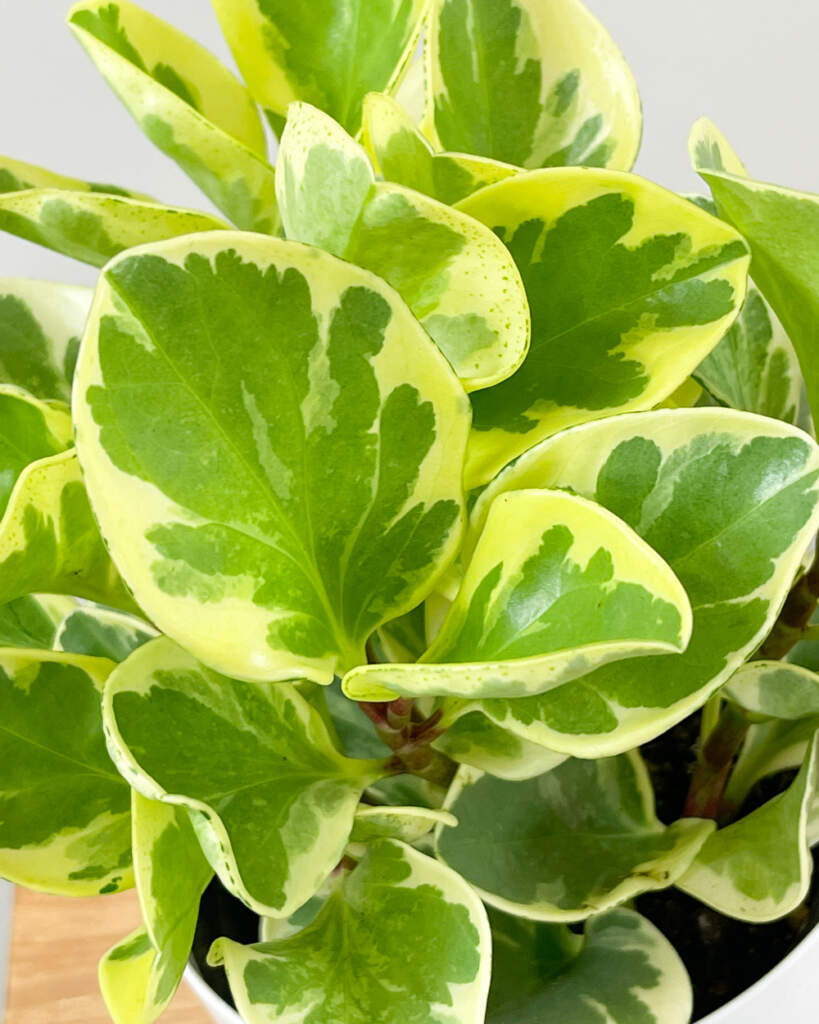 Peperomia ‘Marble’ | PlantVine
