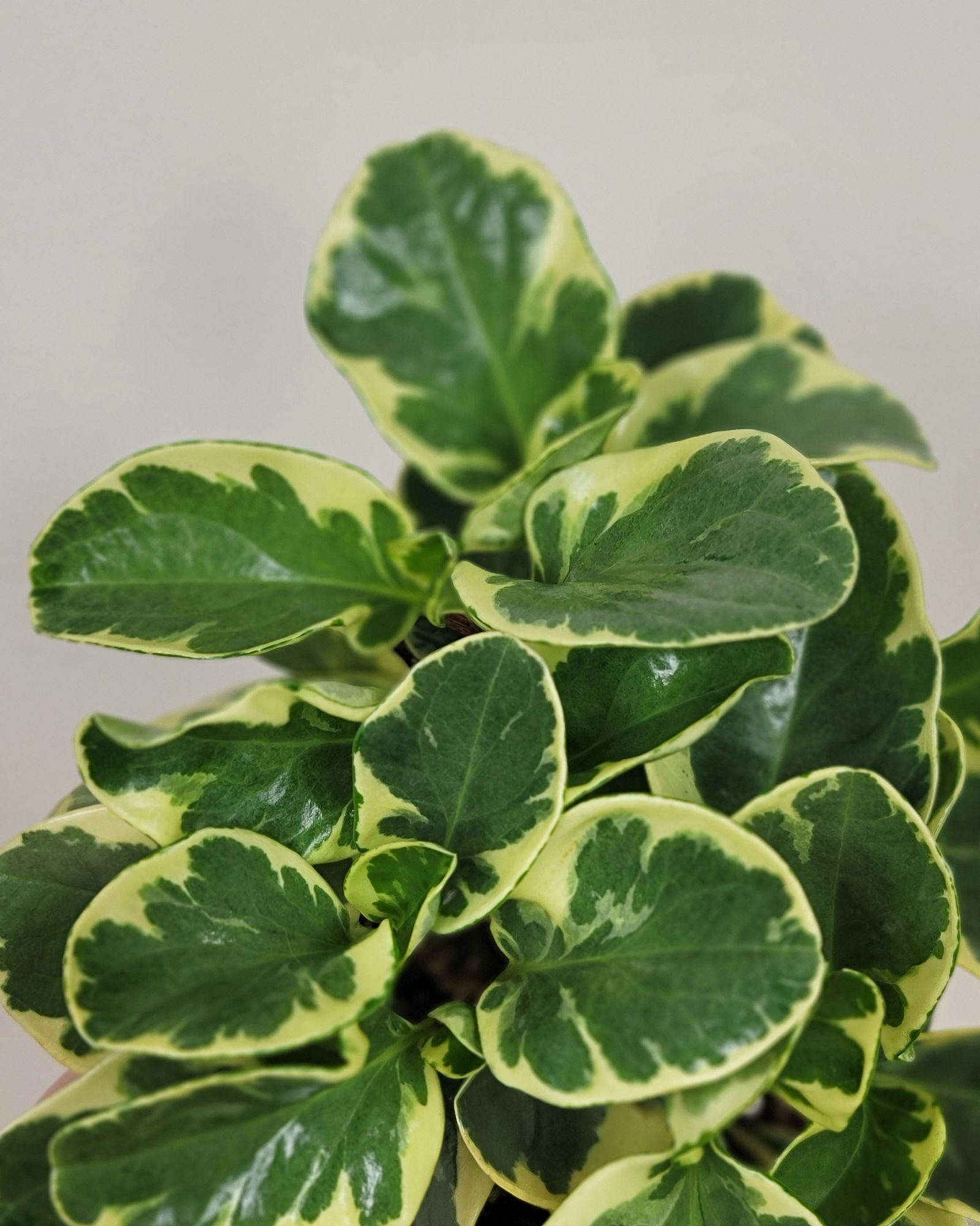 Peperomia ‘Marble’ | PlantVine