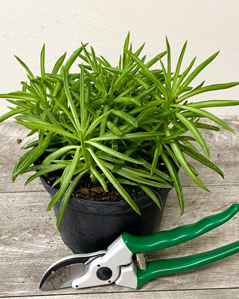 Peperomia ‘Nevada’