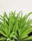 Peperomia ‘Nevada’ | PlantVine