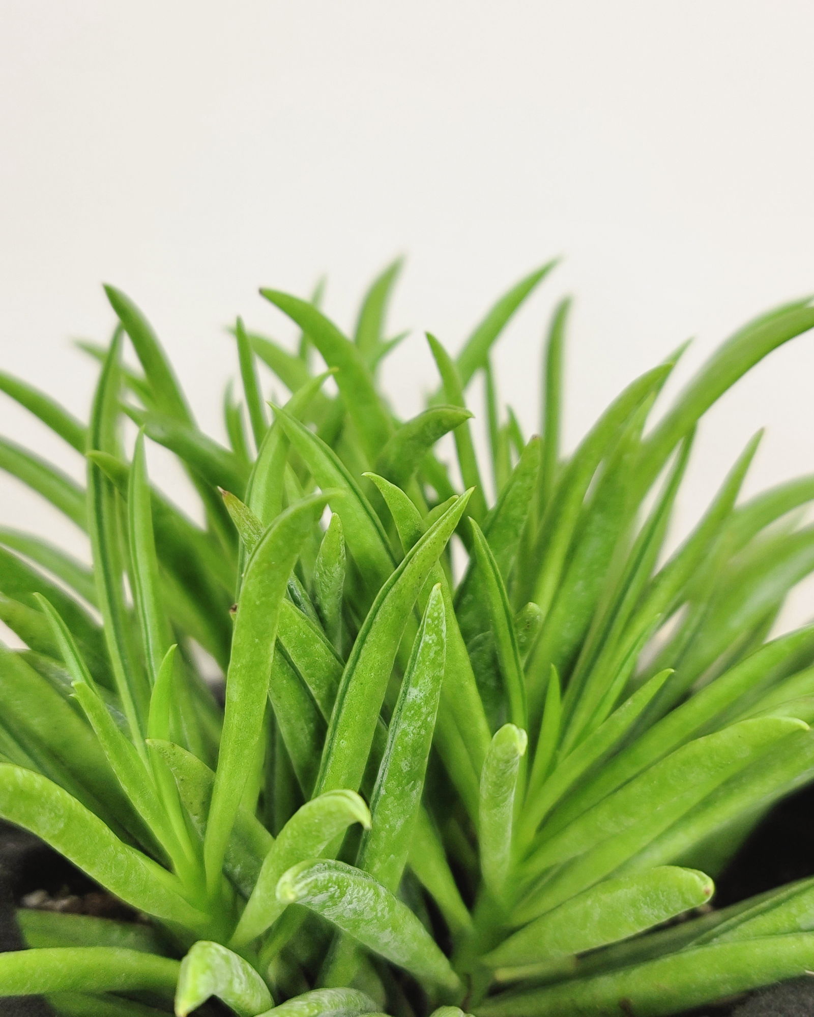 Peperomia ‘Nevada’ | PlantVine