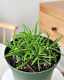 Peperomia ‘Nevada’ | PlantVine