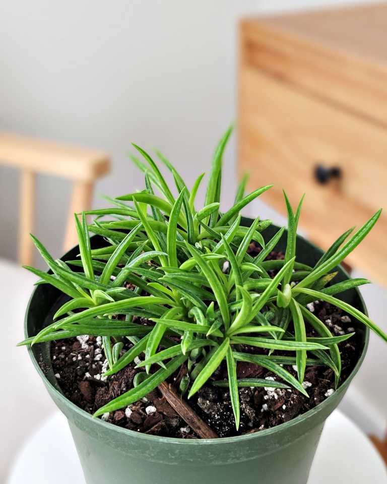 Peperomia ‘Nevada’ | PlantVine