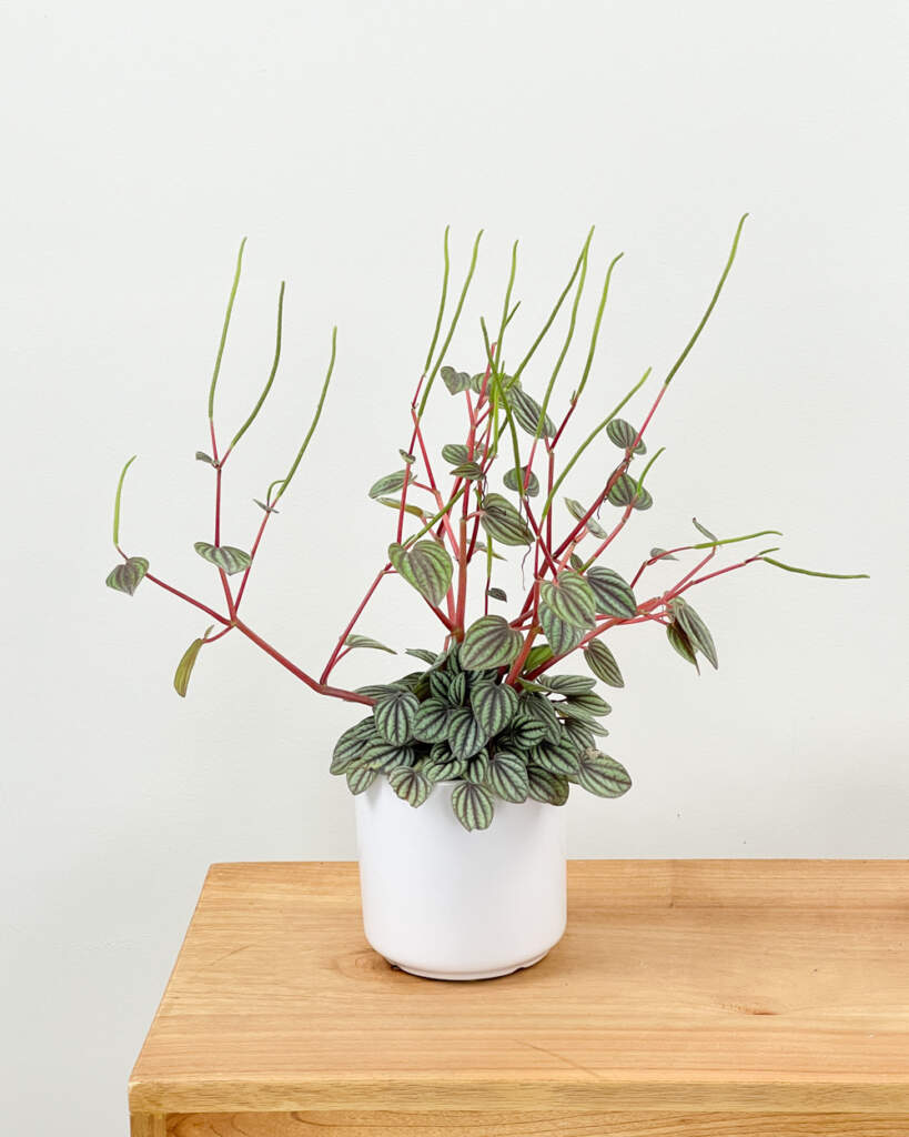 Peperomia ‘Piccolo Banda’ | PlantVine