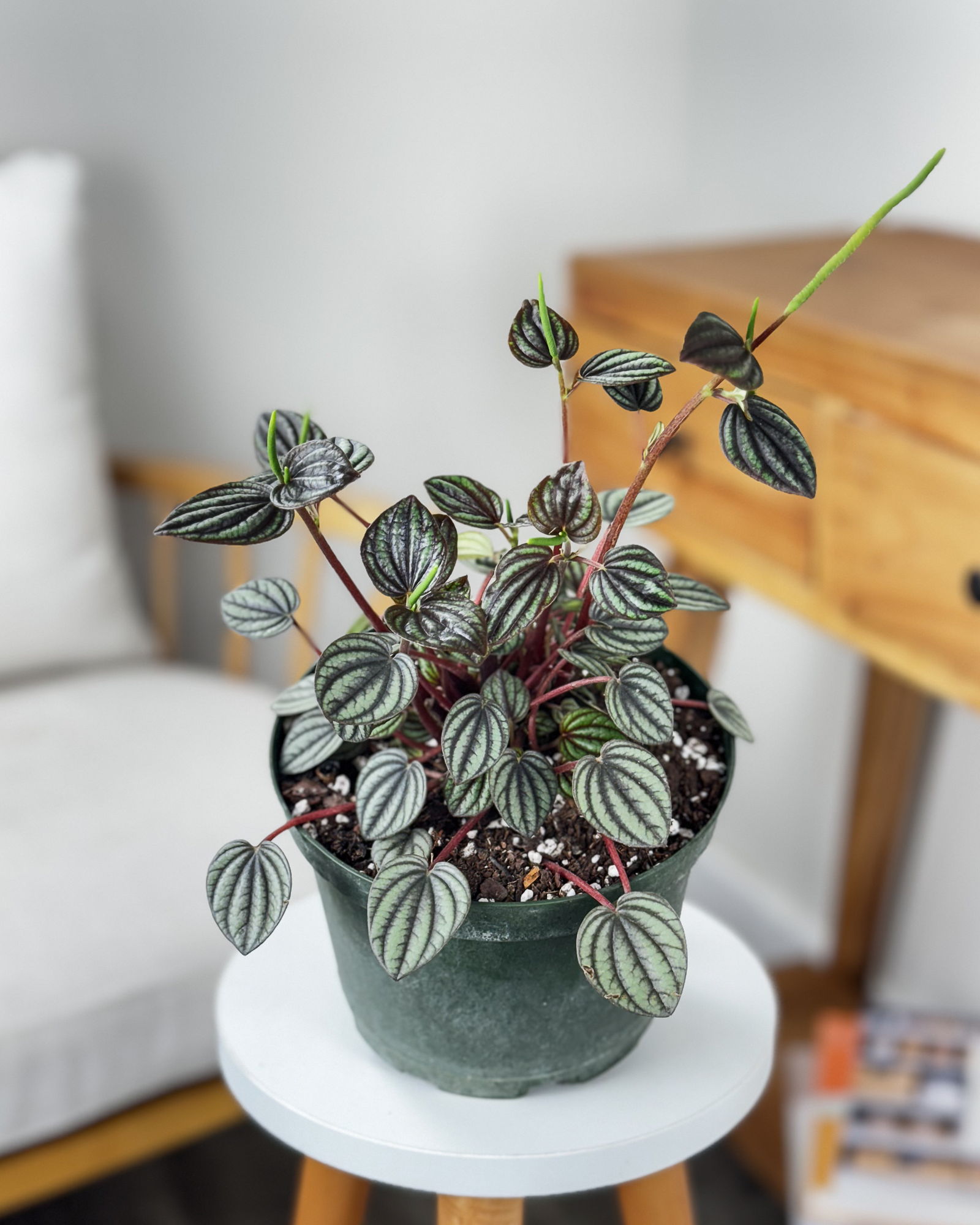 Peperomia ‘Piccolo Banda’ | PlantVine