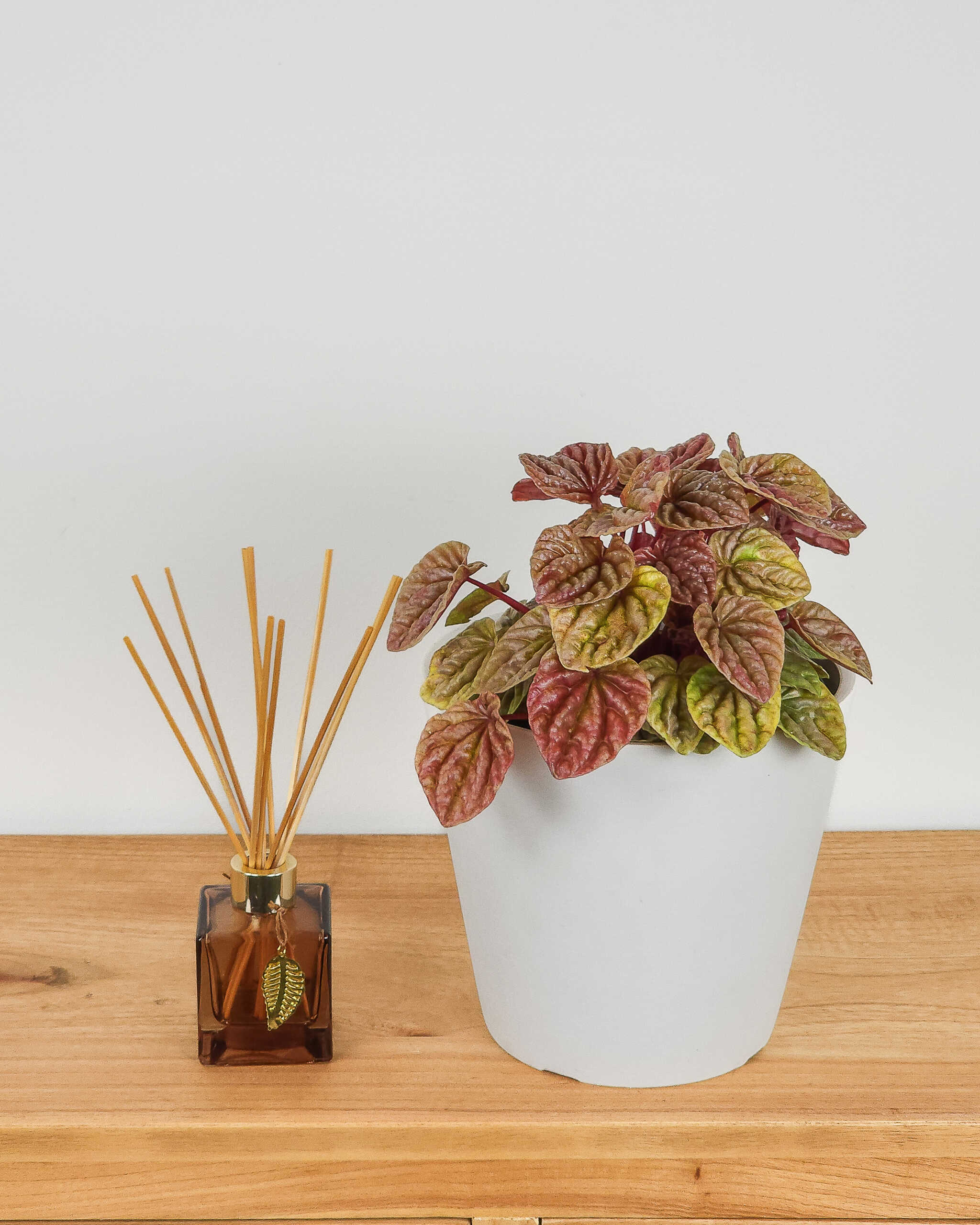 Peperomia ‘Quito’ | PlantVine