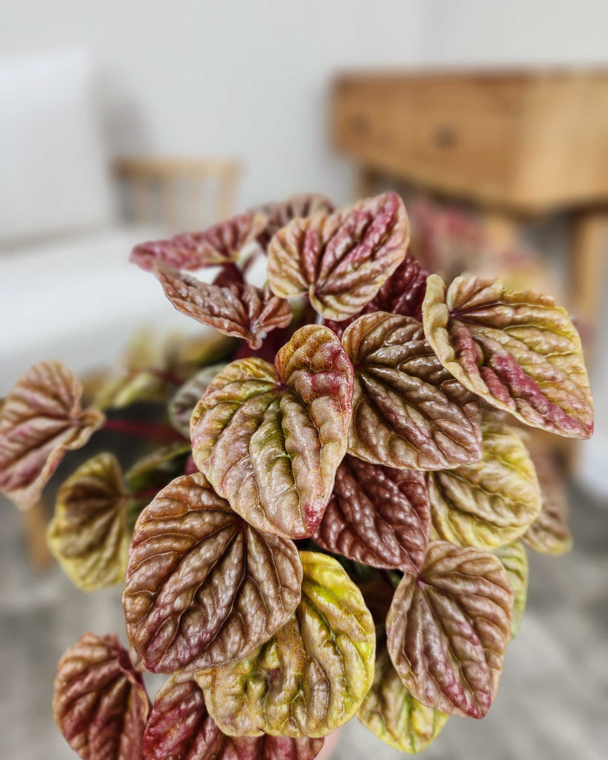 Peperomia ‘Quito’ | PlantVine