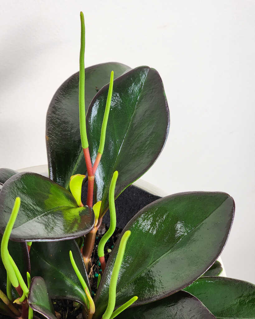 Peperomia ‘Red Edge’ | PlantVine