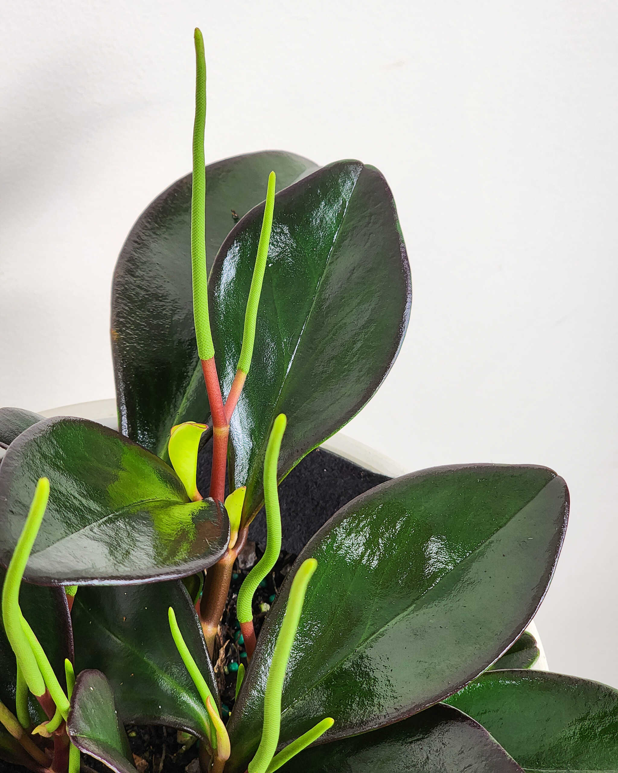 Peperomia ‘Red Edge’ | PlantVine