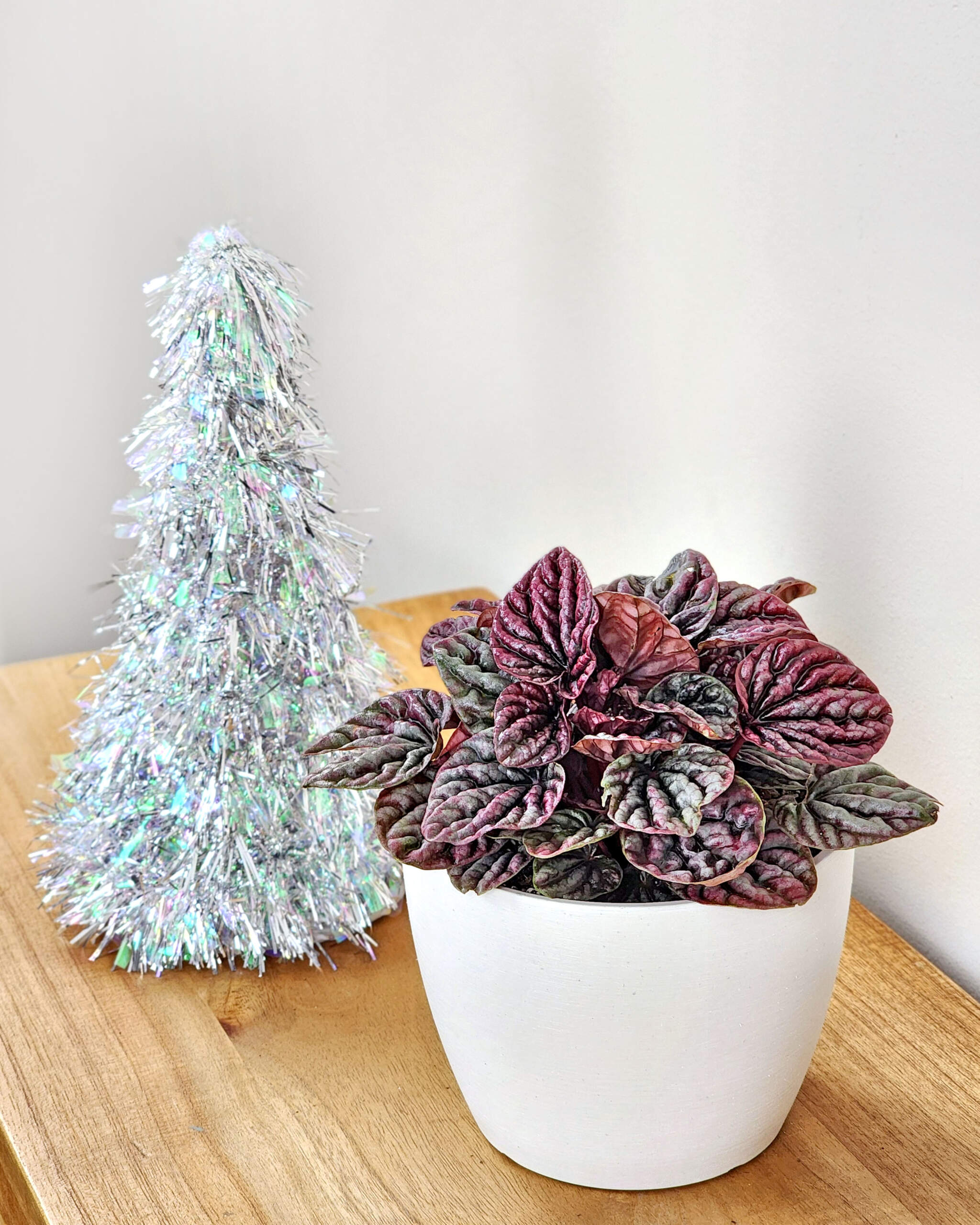 Peperomia ‘Red Luna’ with Meseta Planter | PlantVine