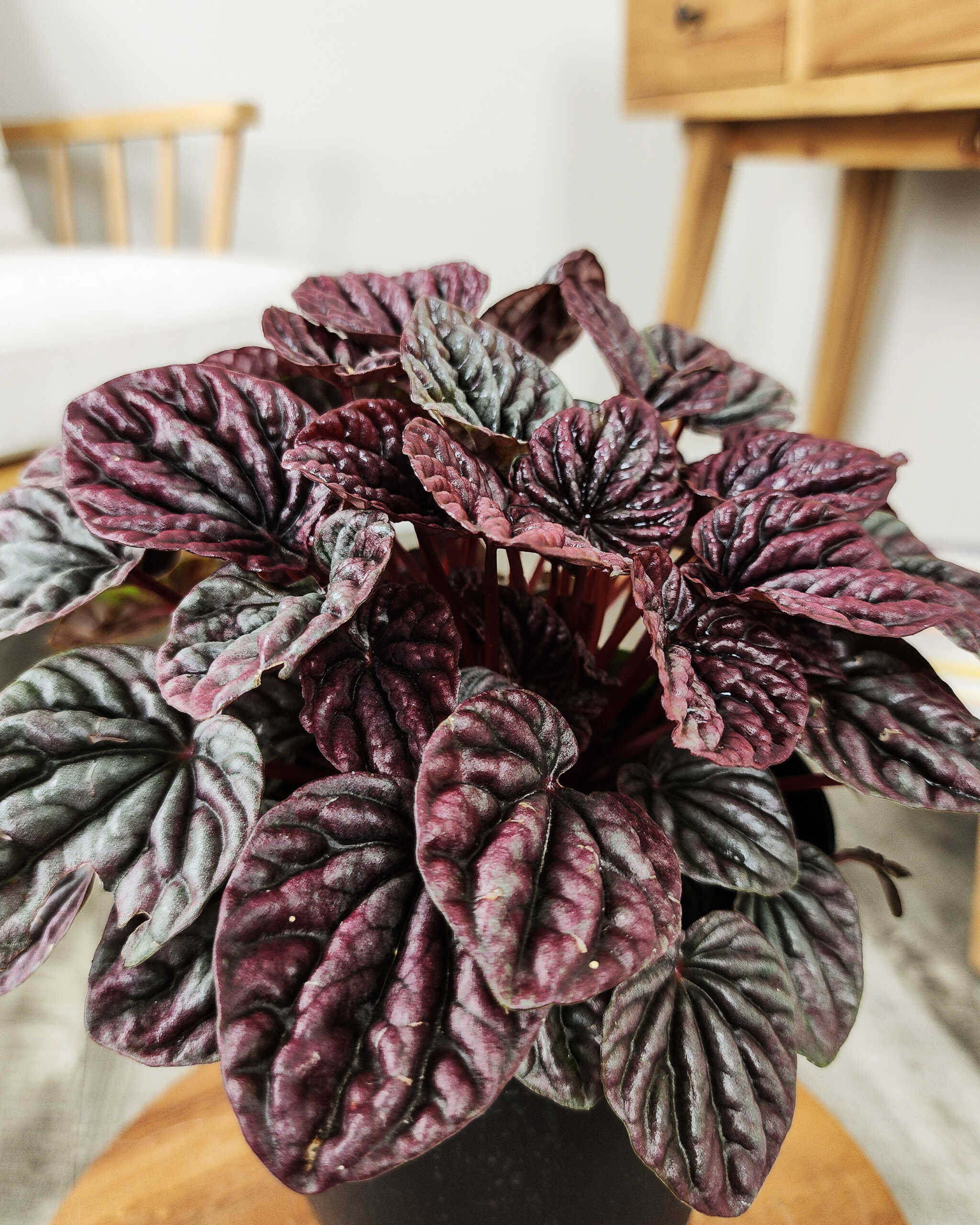 Peperomia ‘Red Luna’ | PlantVine