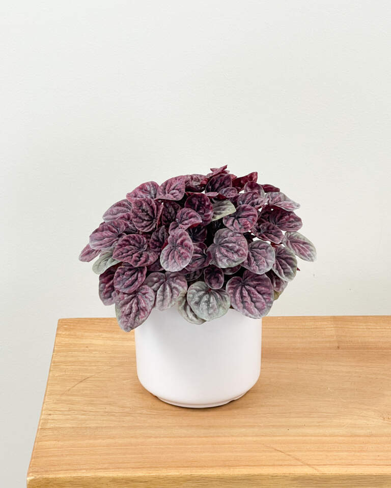 Peperomia ‘Schumi Red’ | PlantVine