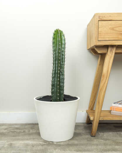 Peruvian Apple Cactus | PlantVine