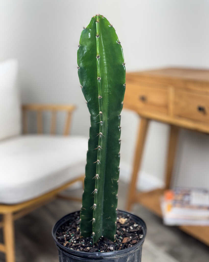 Peruvian Apple Cactus | PlantVine