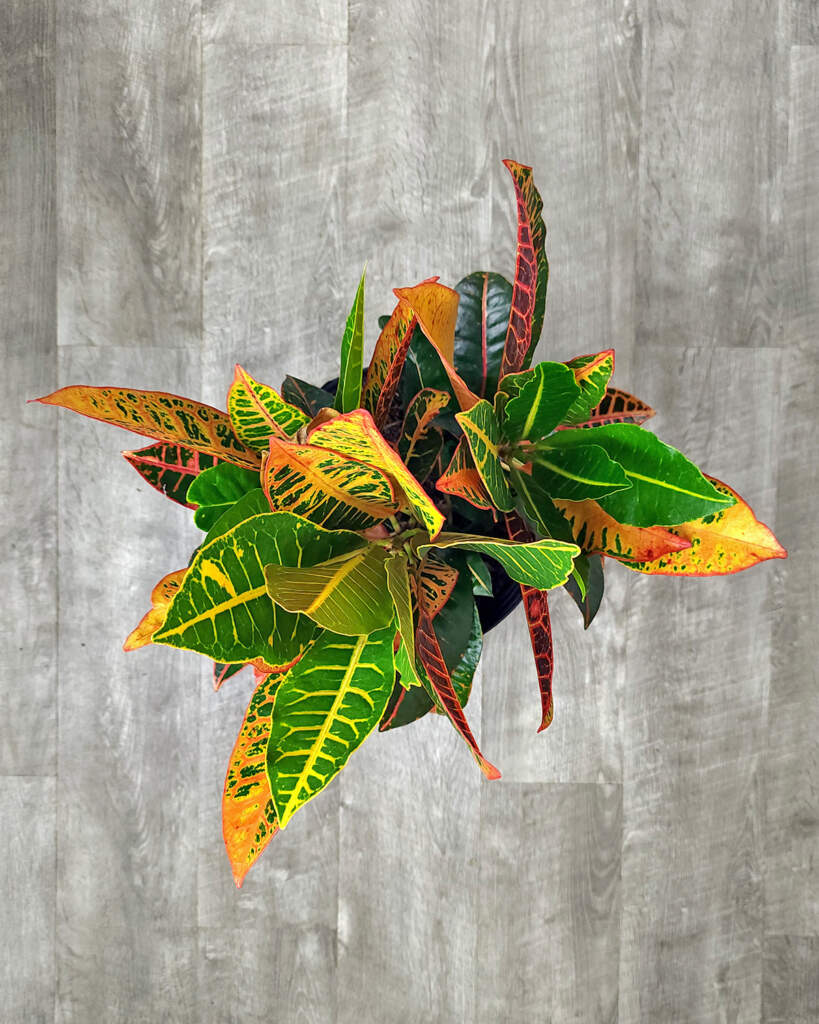 Croton Varieties | PlantVine