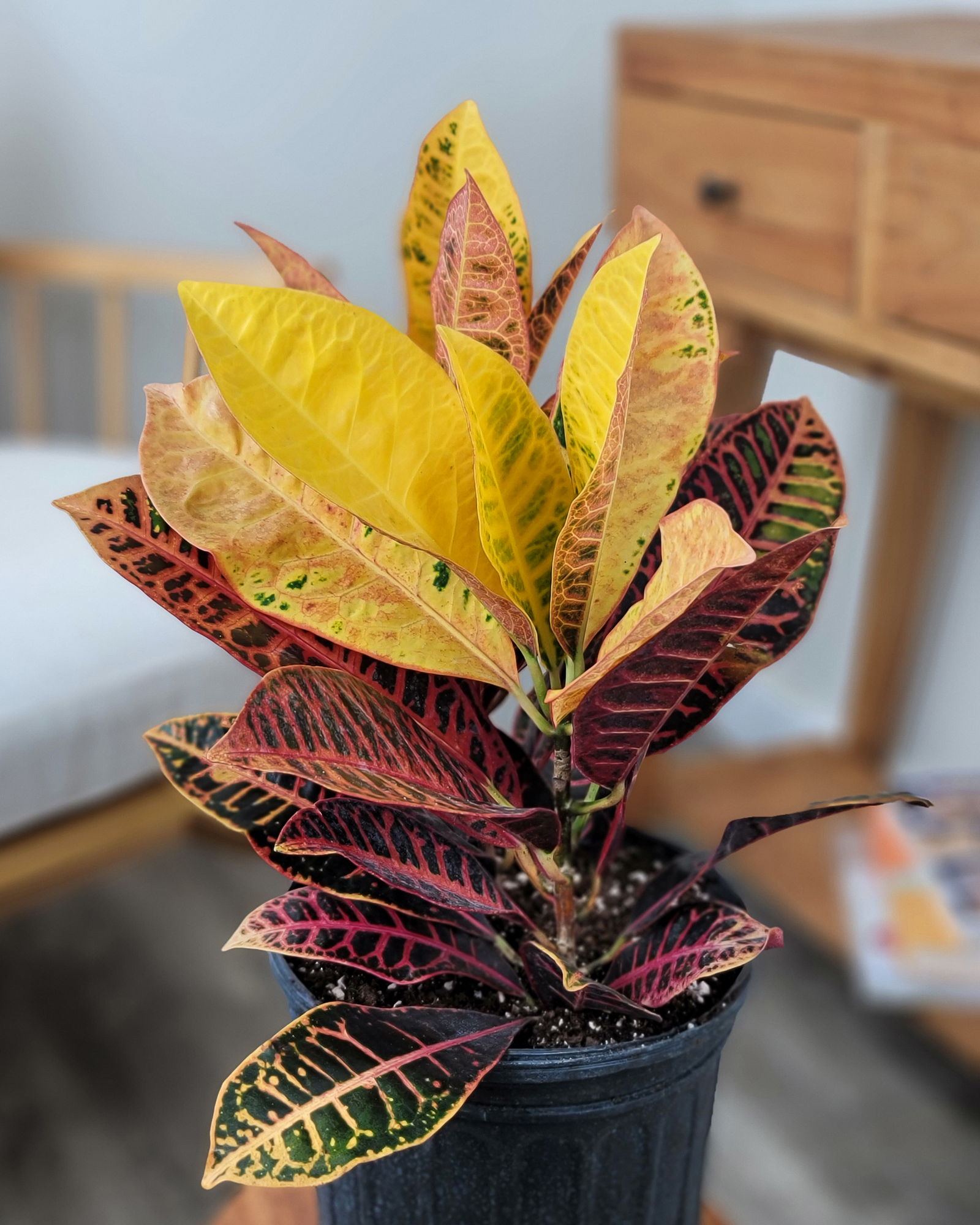Croton ‘Petra’ | PlantVine