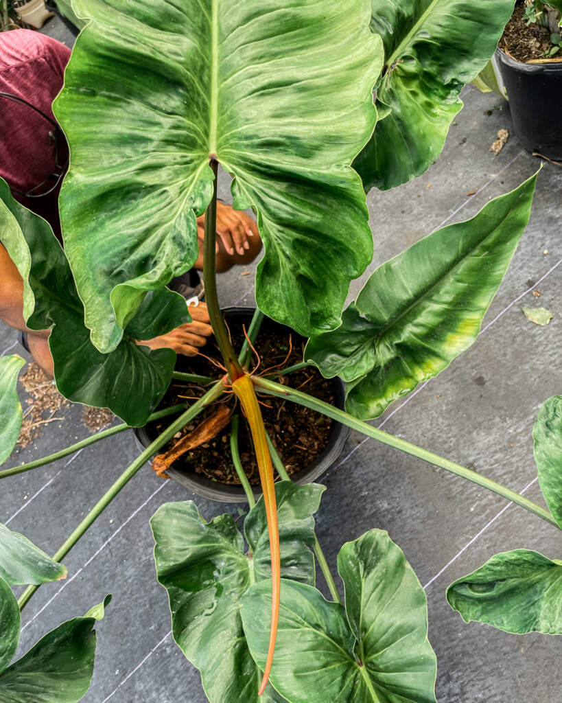 Philodendron mexicanum | PlantVine