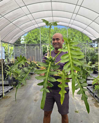 Darryl’s Discoveries | PlantVine