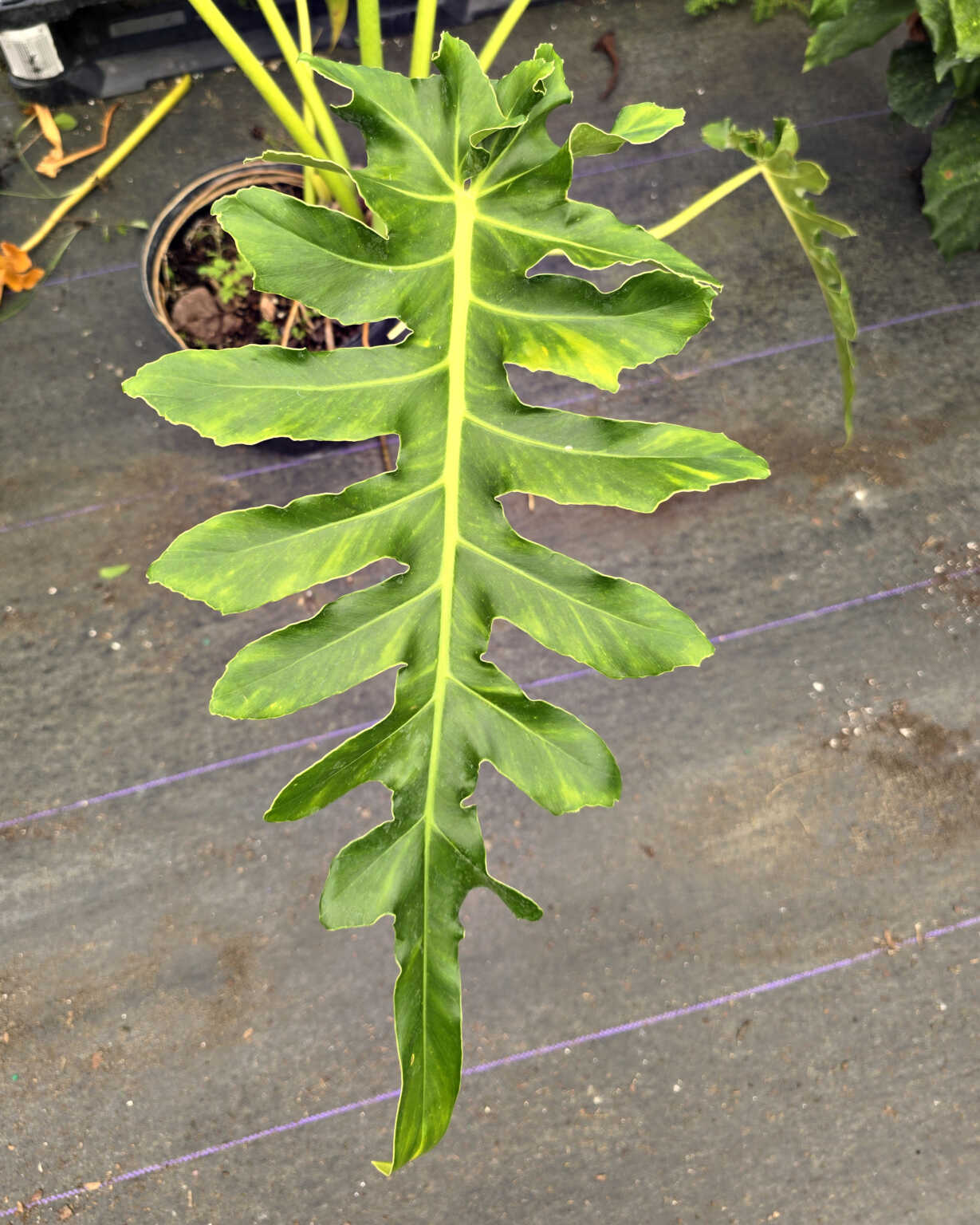 Darryl’s Discoveries | PlantVine