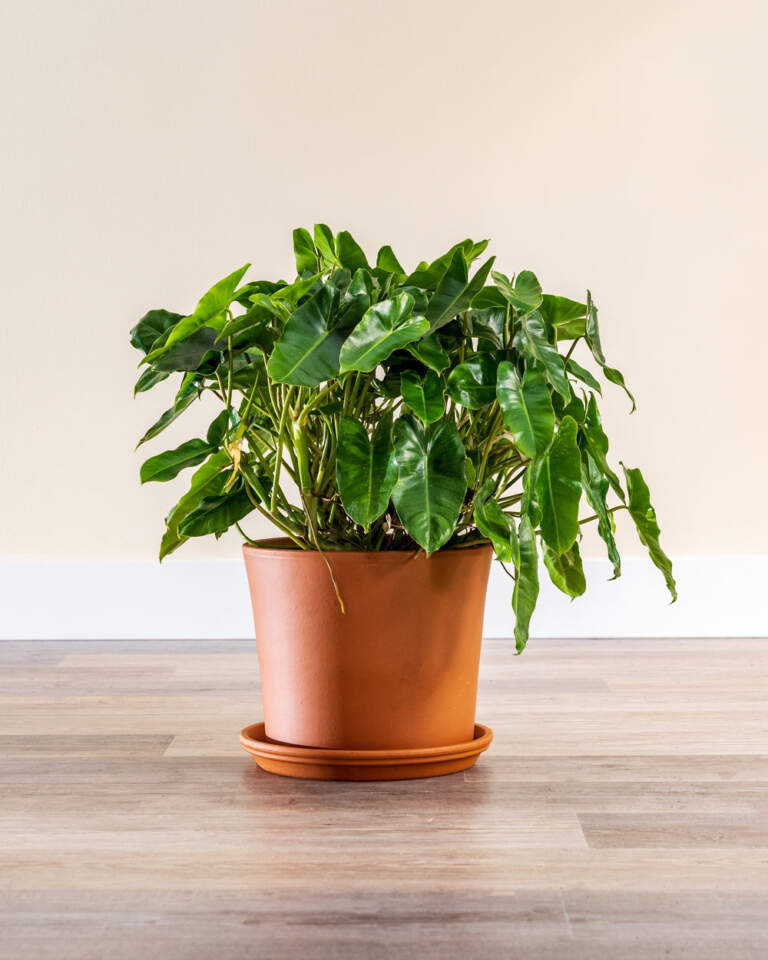 Philodendron ‘Burle Marx’ | PlantVine