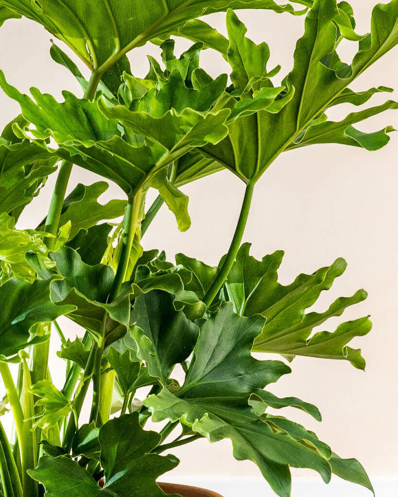 Split-Leaf Philodendron ‘Hope’ | PlantVine