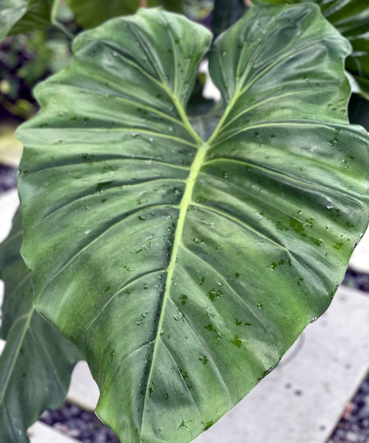 Philodendron giganteum | PlantVine