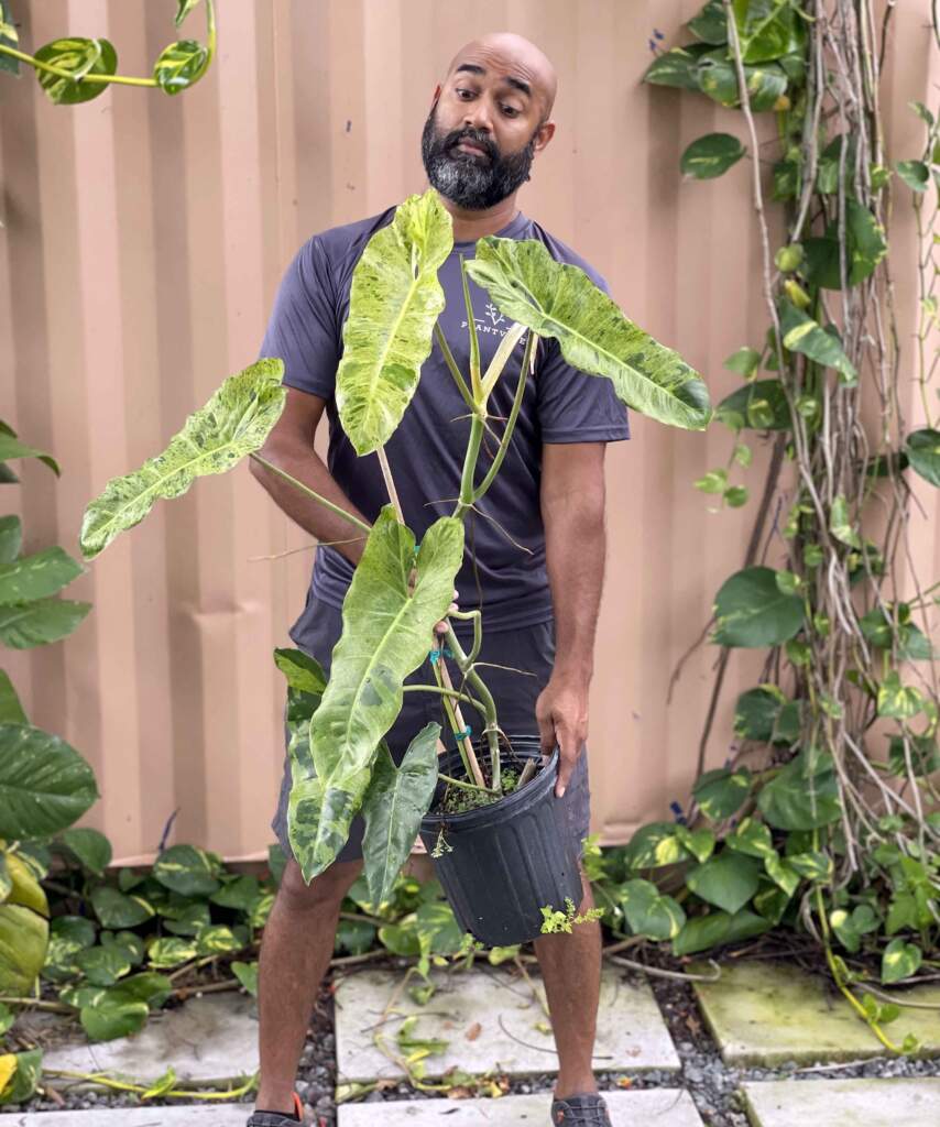 Philodendron ‘Paraiso Verde’ | PlantVine