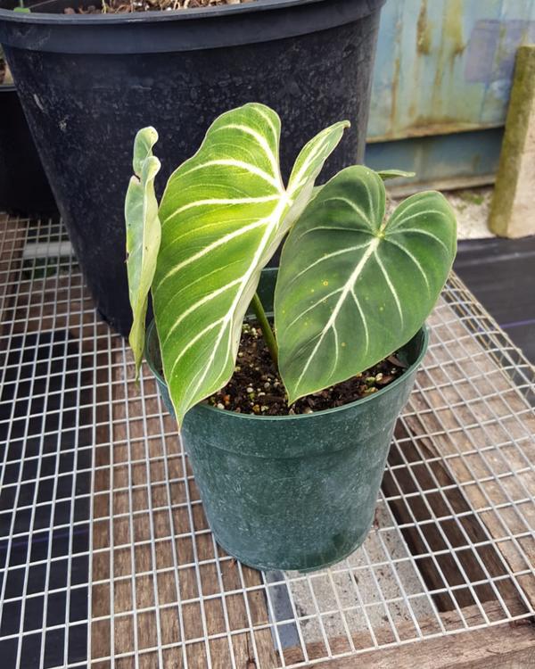 Buy Philodendron gloriosum, Philodendron gloriosum | Free Shipping over ...