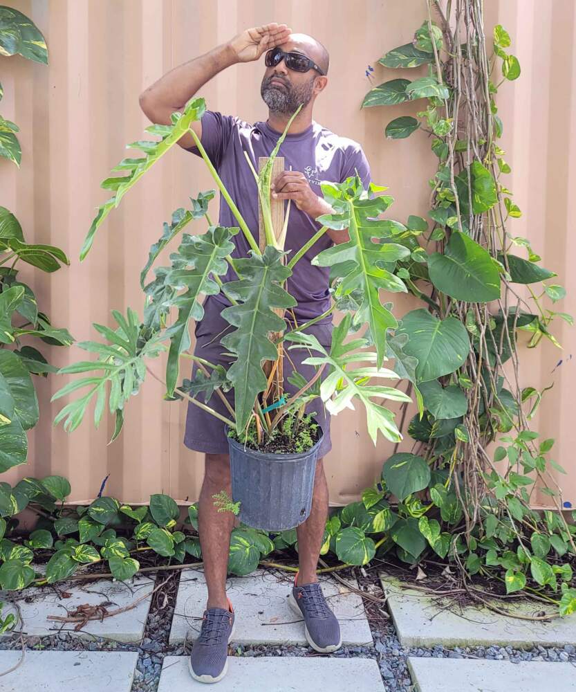 Darryl’s Discoveries | PlantVine