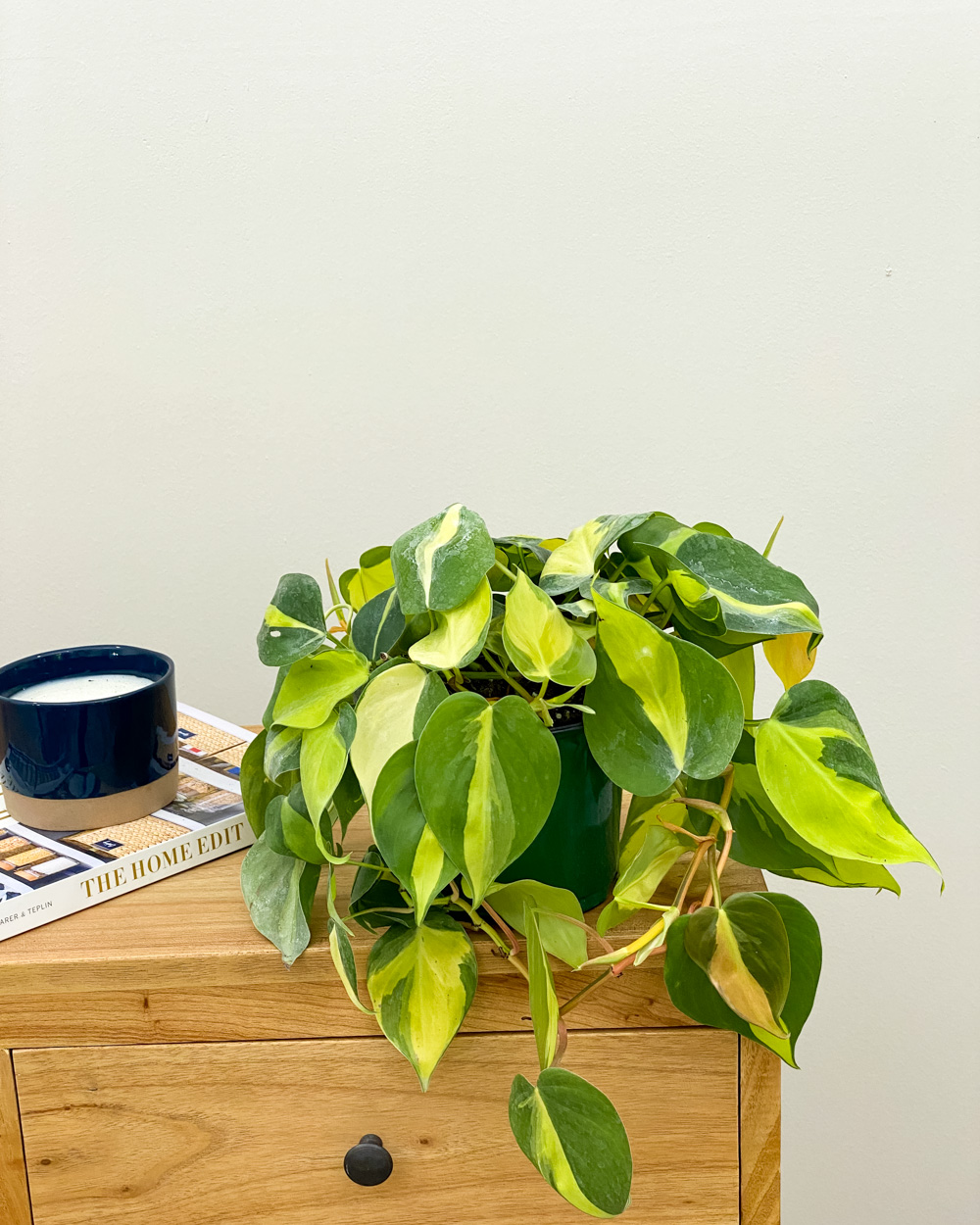 Floral & Garden Crafts Philodendron Brazil Heartleaf Live Indoor ...