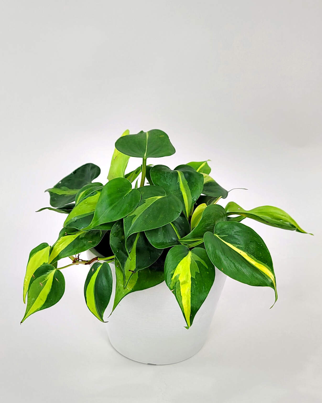 Order Philodendron 'Brasil', Heartleaf Philodendron Plant Online