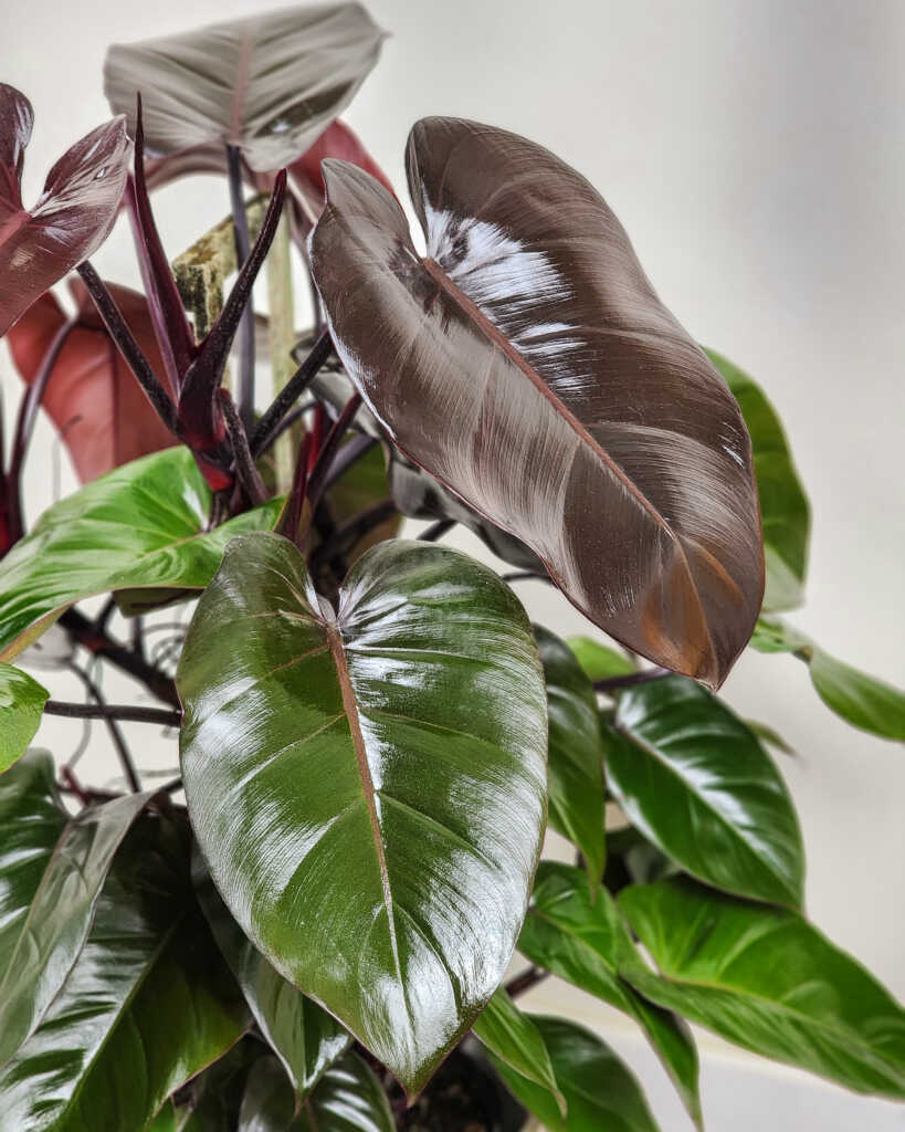 Philodendron ‘Dark Lord’ | PlantVine