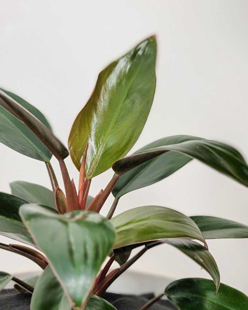 Dwarf Red Congo Philodendron | PlantVine