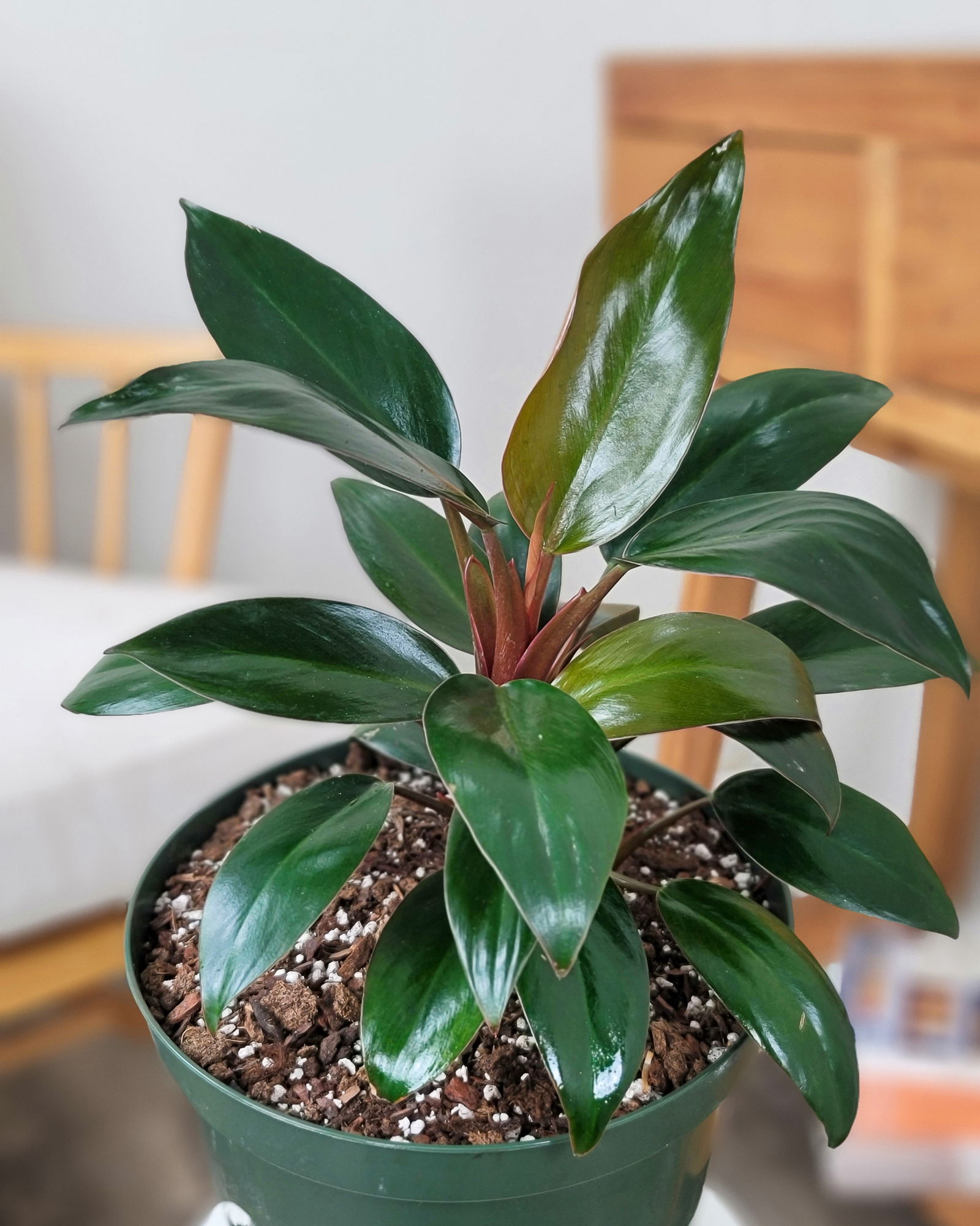 Dwarf Red Congo Philodendron | PlantVine