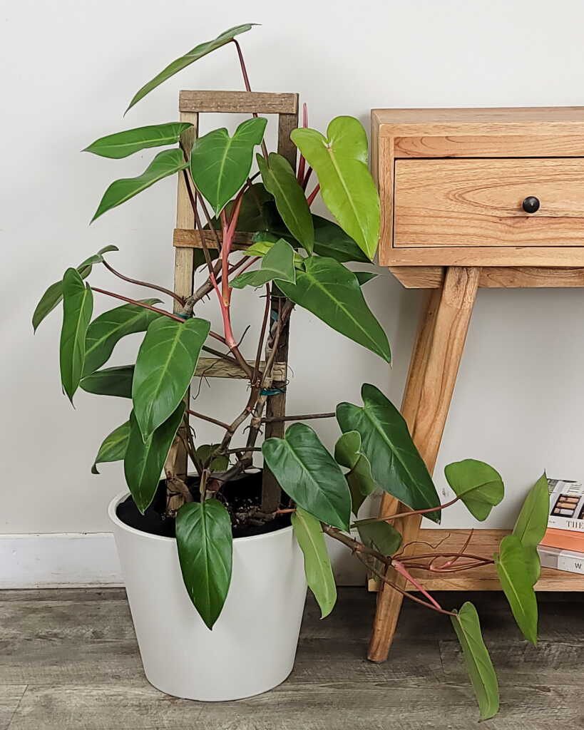 Philodendron ‘Emerald Red’ | PlantVine