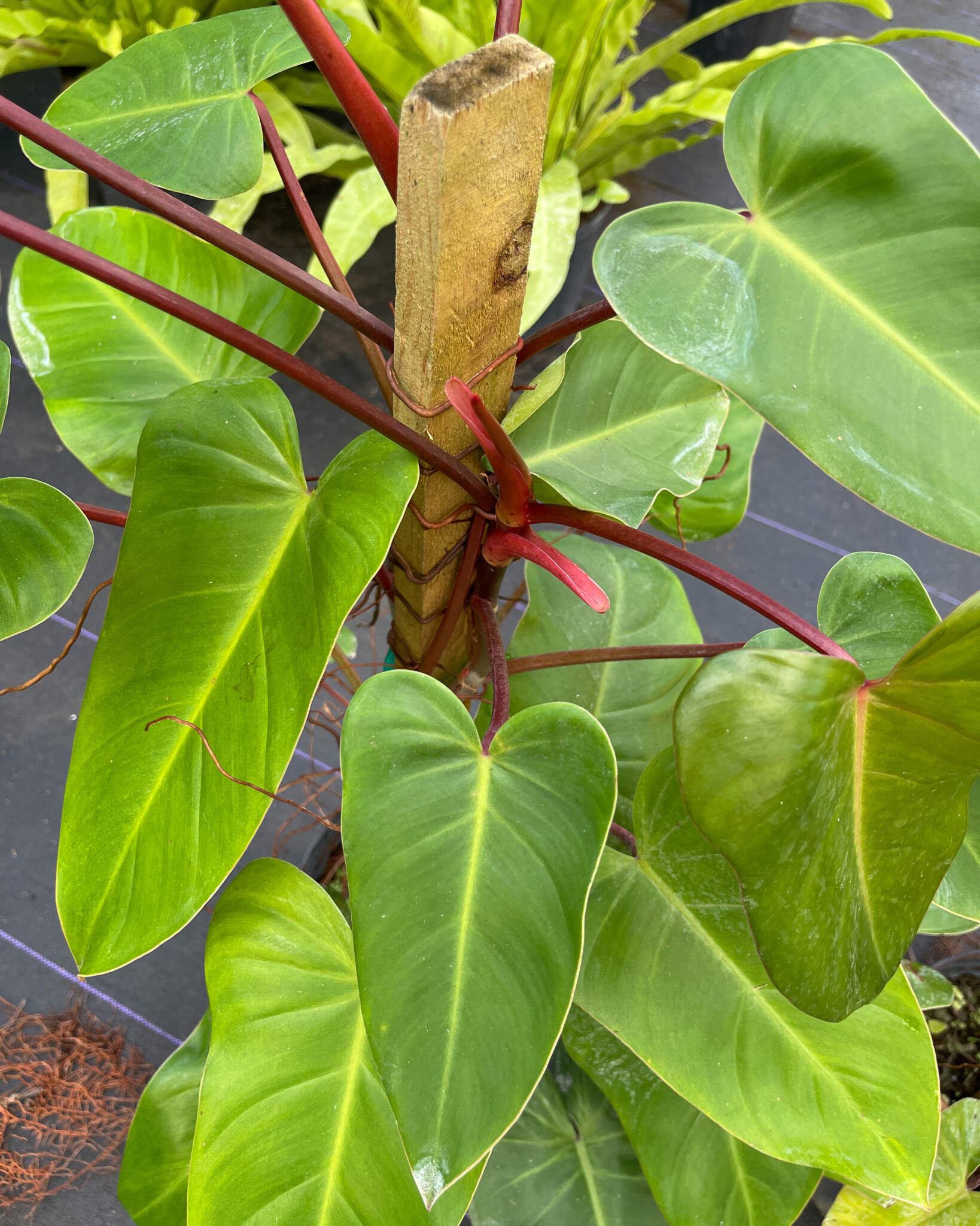 Philodendron ‘Emerald Red’ | PlantVine