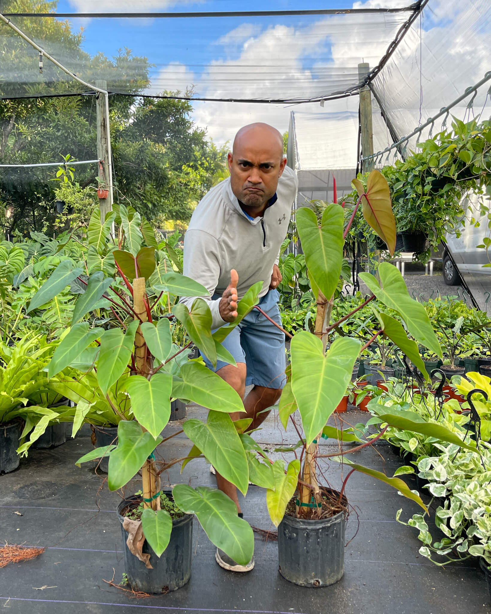 Philodendron ‘Emerald Red’ | PlantVine