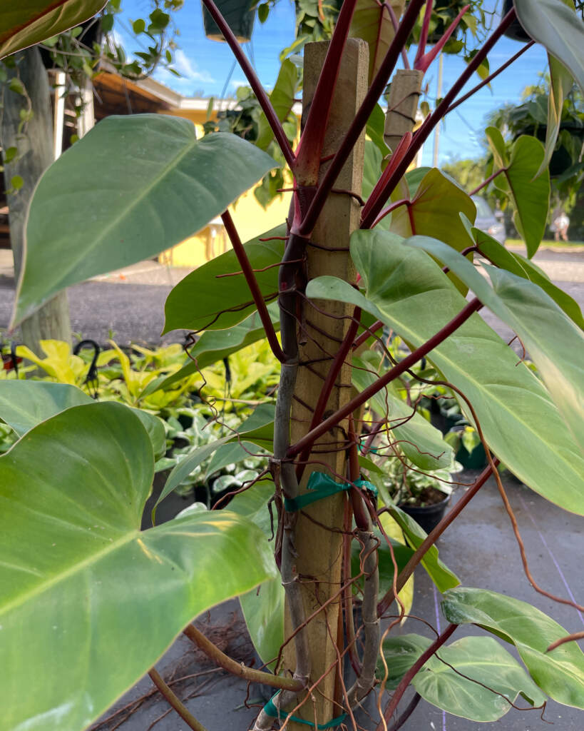 Philodendron ‘Emerald Red’ | PlantVine