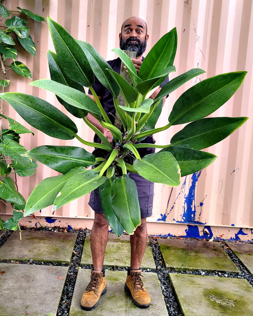 Philodendron ‘Fat Boy’ | PlantVine