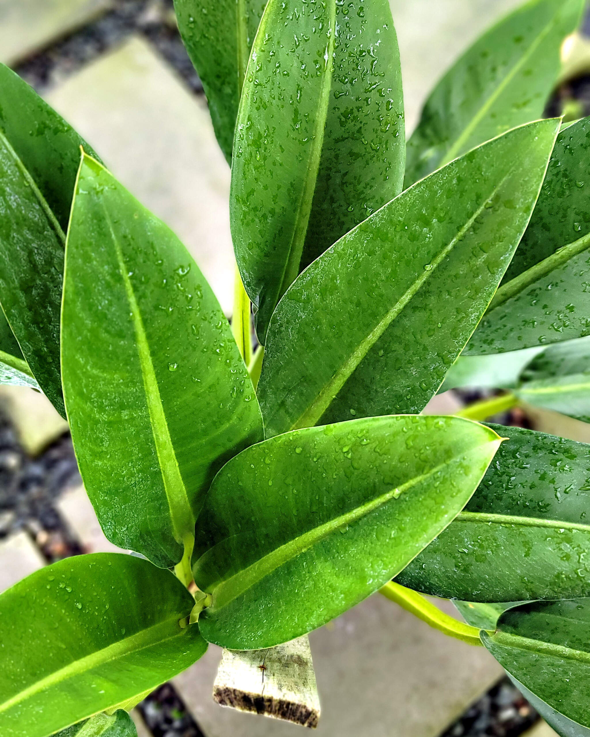 Philodendron ‘Fat Boy’ | PlantVine