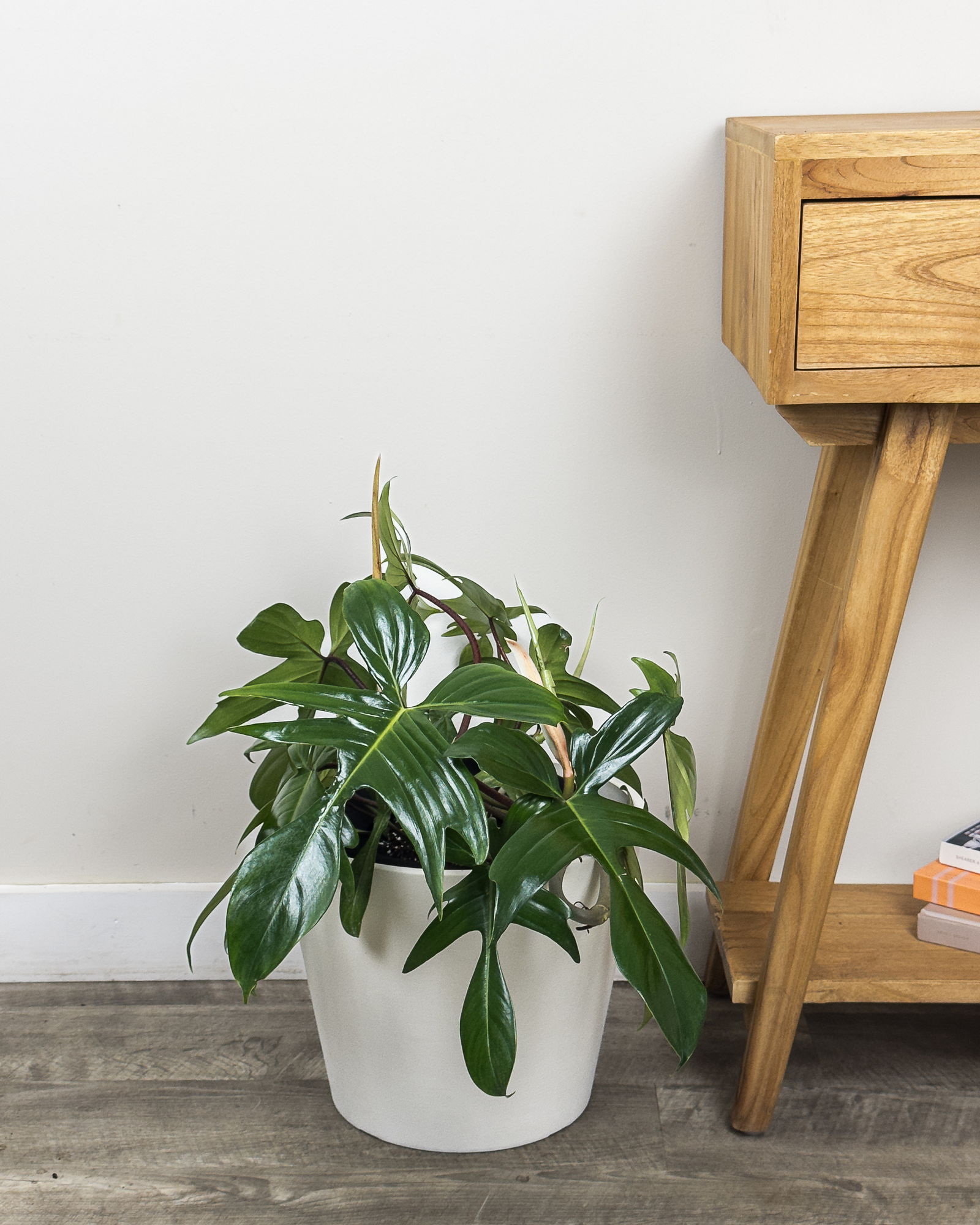 Philodendron ‘Florida Green’ | PlantVine