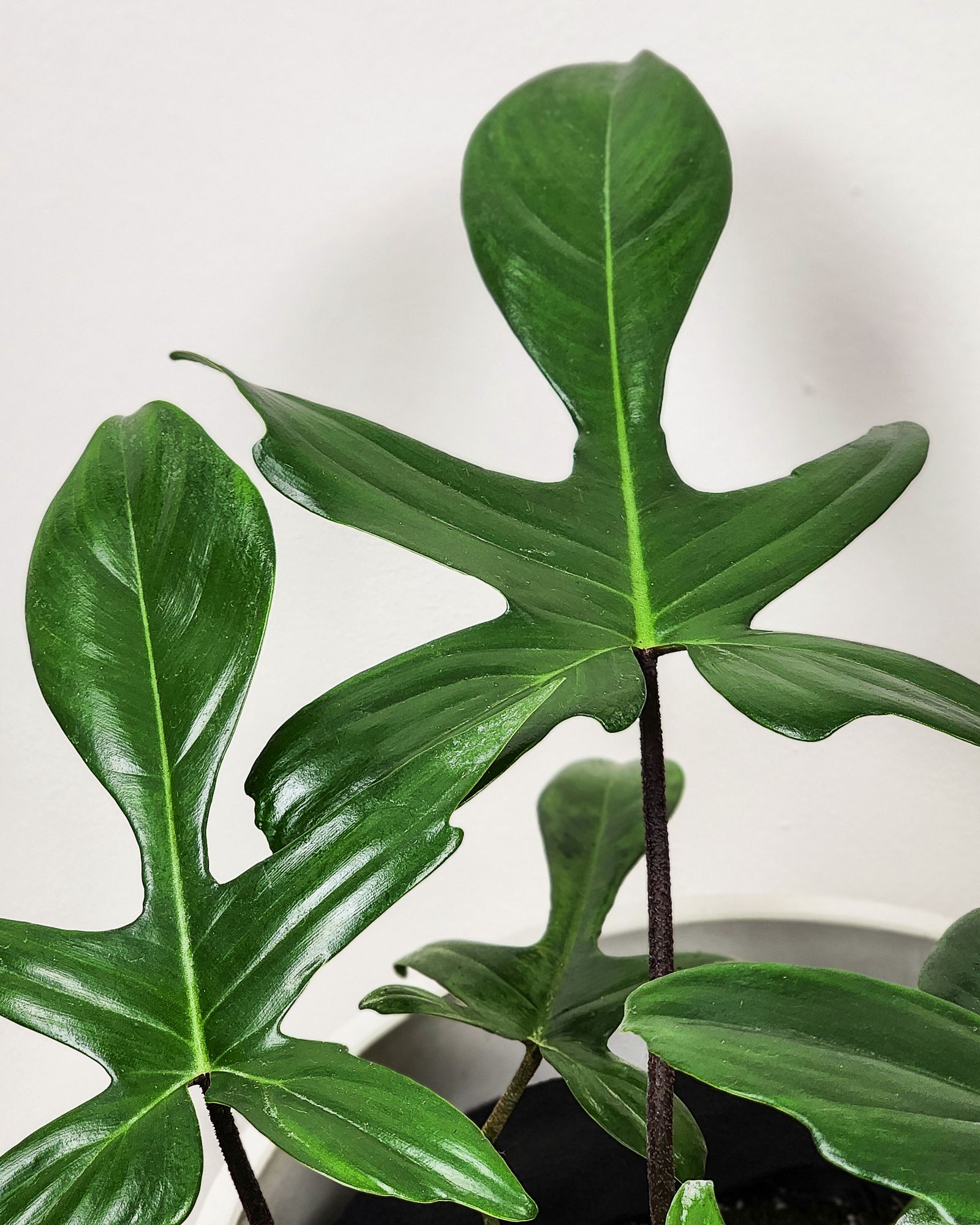 Philodendron ‘Florida Green’ | PlantVine