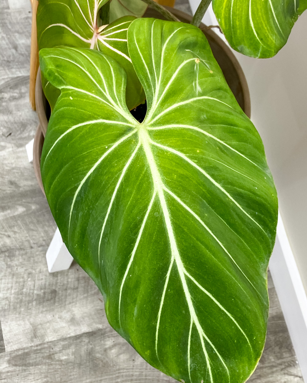 Philodendron gloriosum, Philodendron gloriosum | PlantVine
