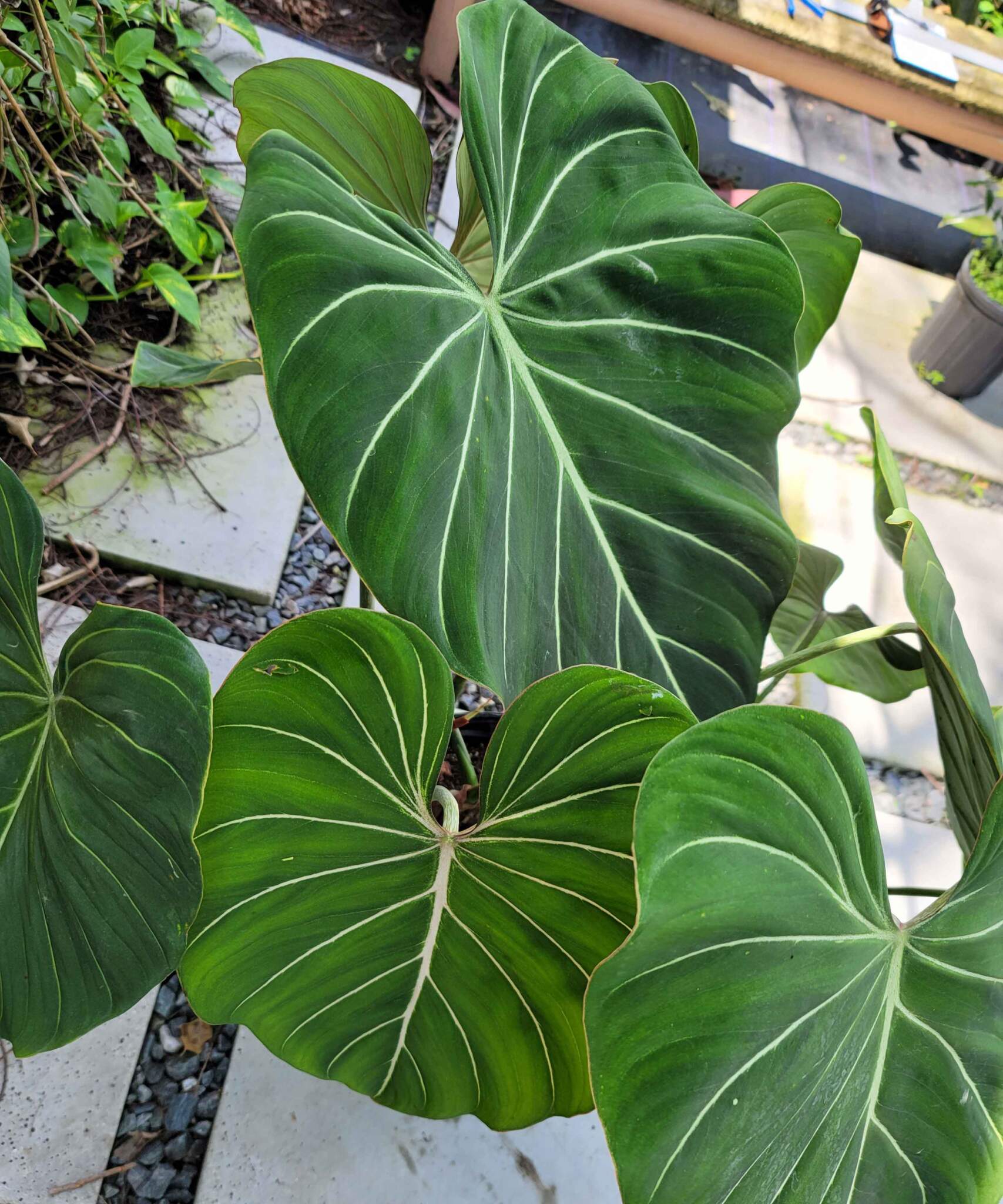 Philodendron gloriosum | PlantVine