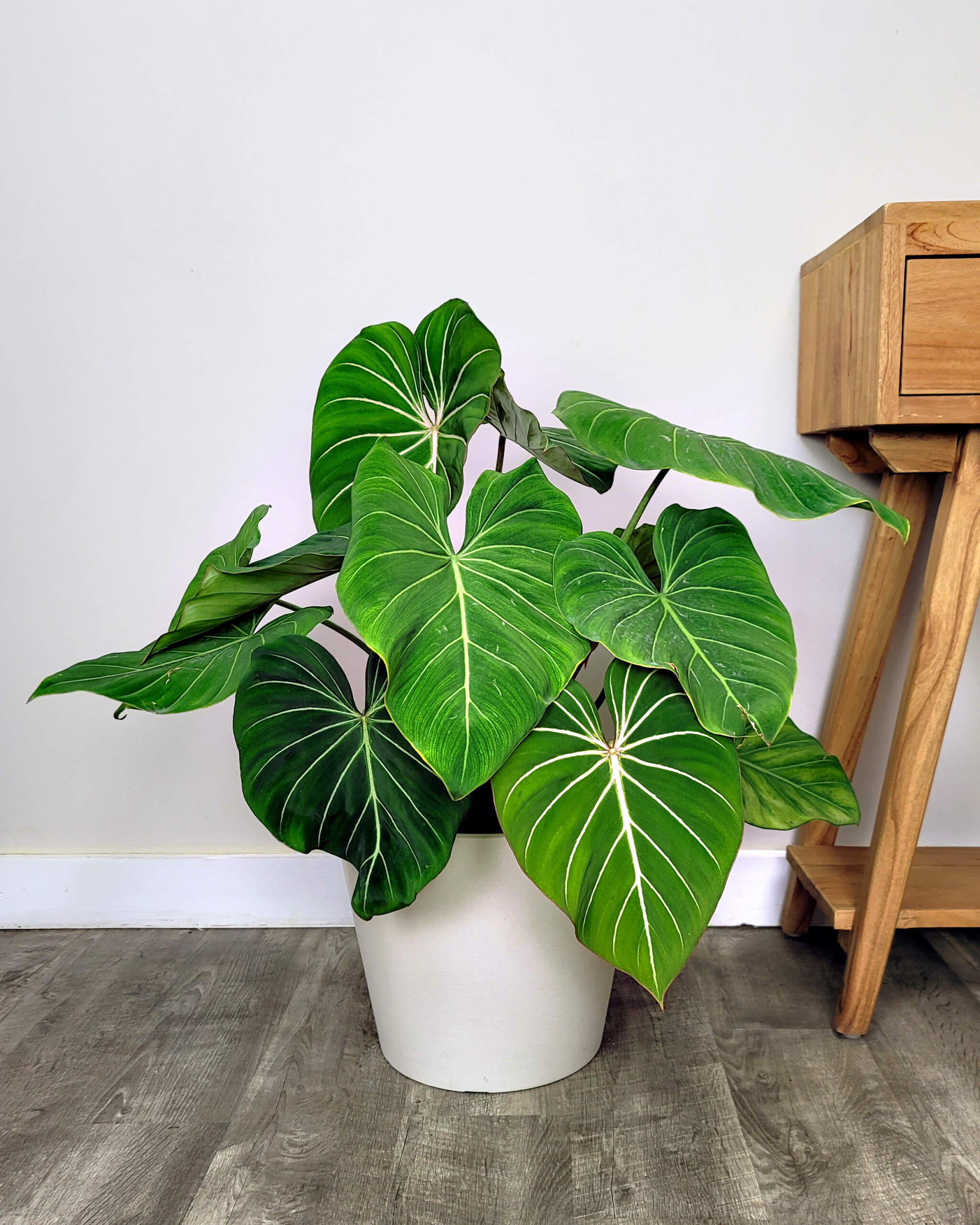Philodendron gloriosum | PlantVine